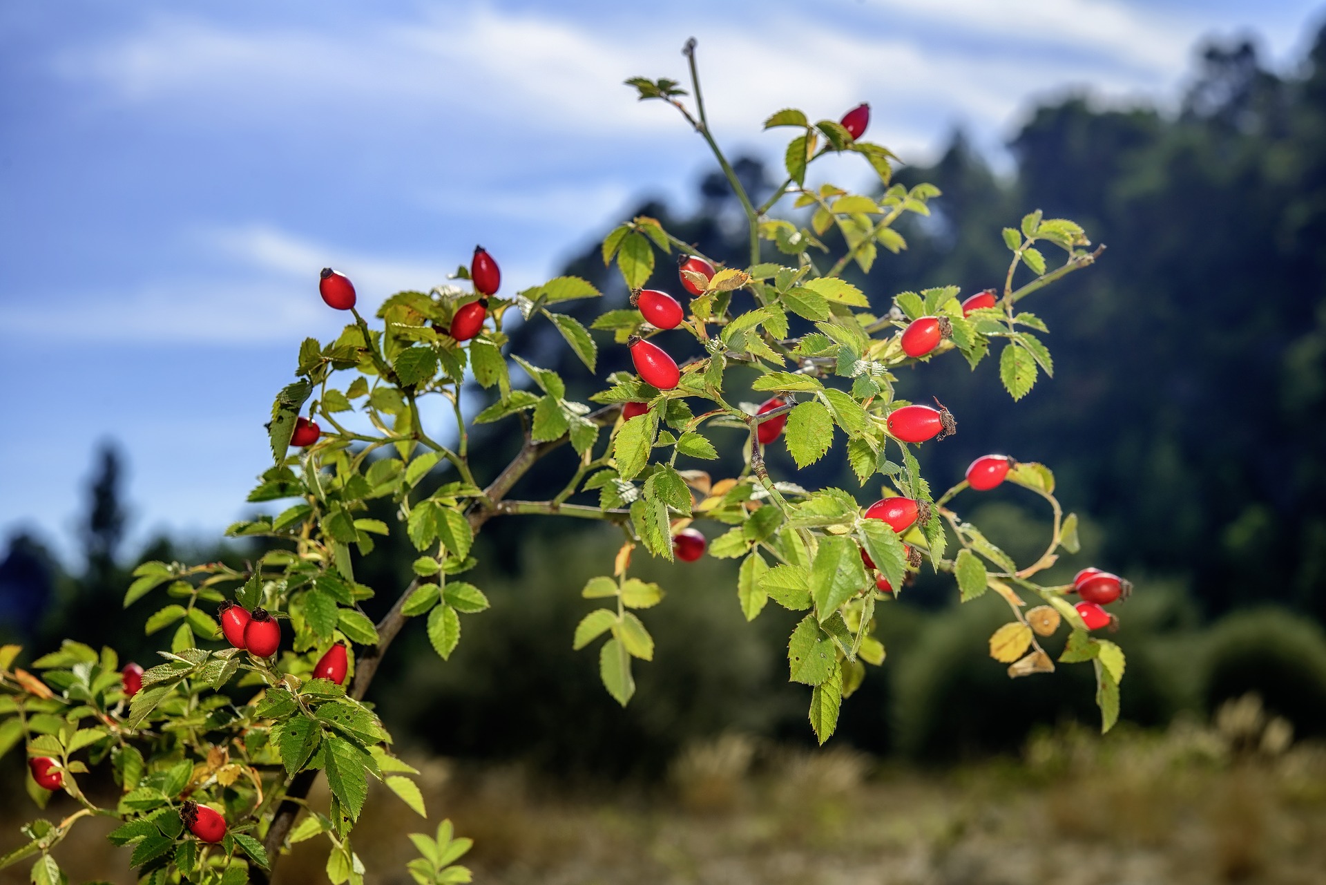 Faites le plein de vitamines en hiver grâce à l'églantier et ses ...