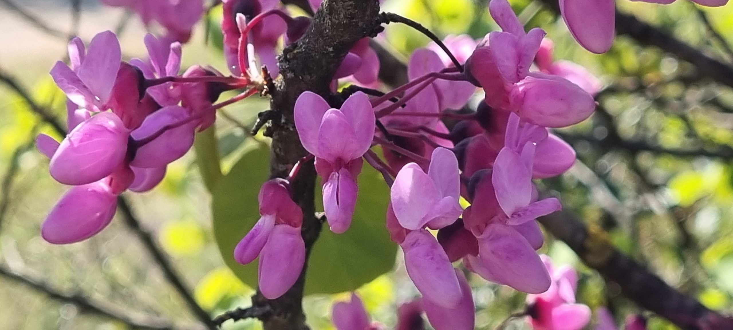 L'arbre de Judée, beau et comestible ! - HerbaGaïa
