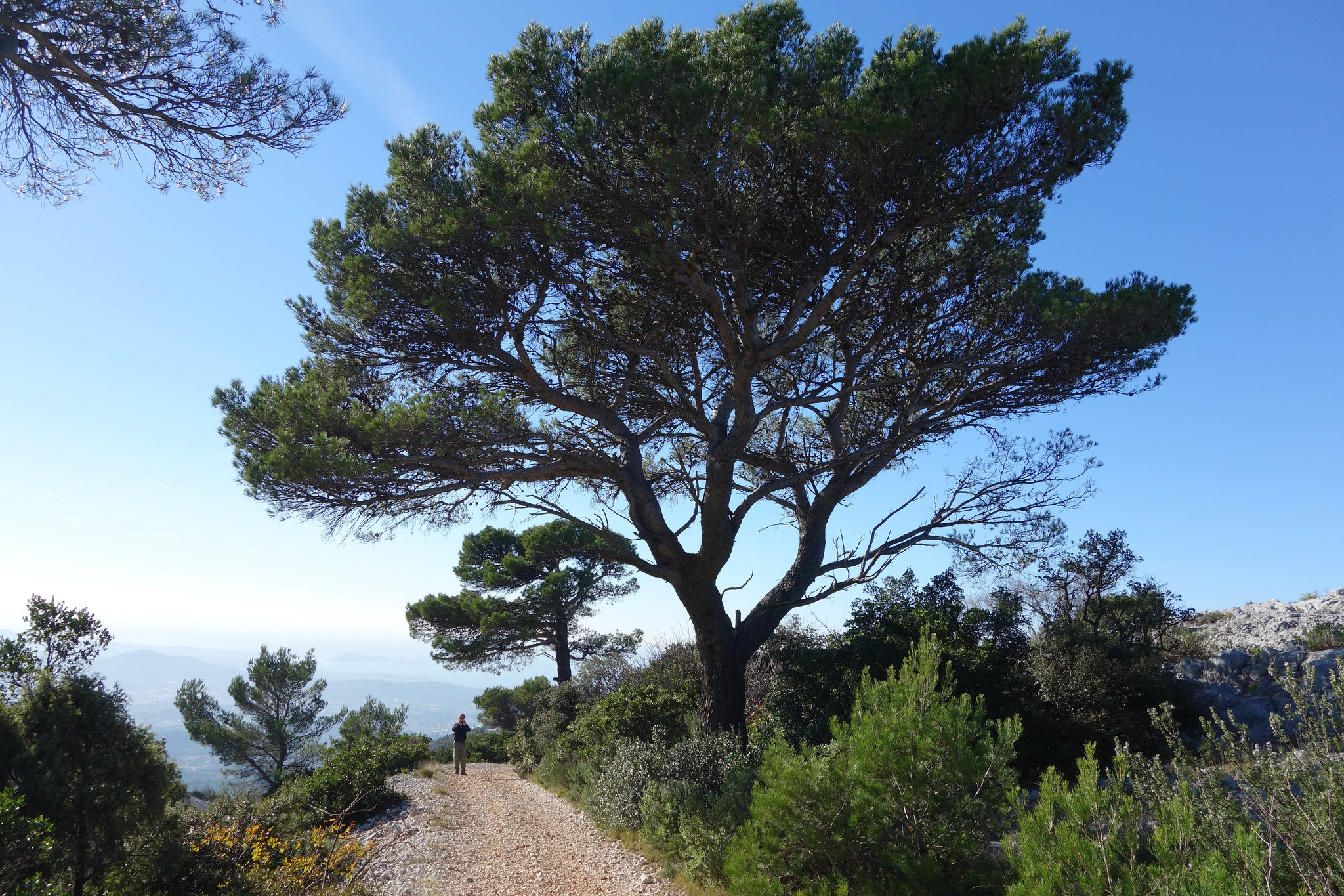 Le pin : description botanique et propriétés
