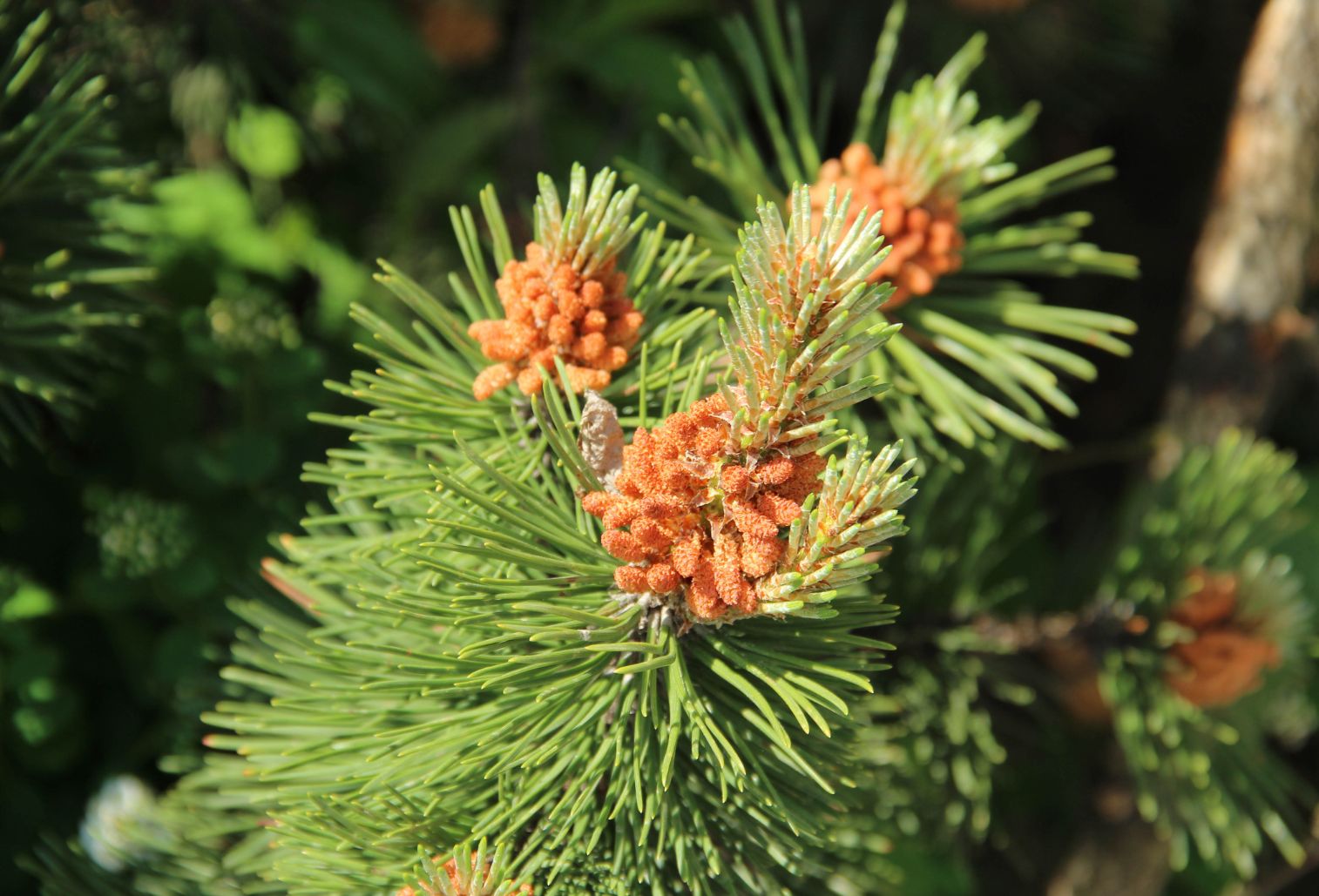 La puissance cachée des bourgeons de pin : Remèdes naturels